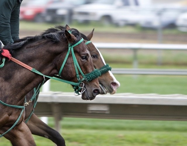 What Is A Novice HorseRacingQA
