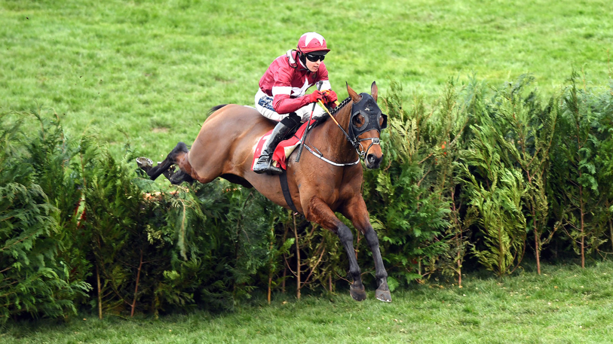 Has Tiger Roll ever run on the Flat? - HorseRacingQA.com