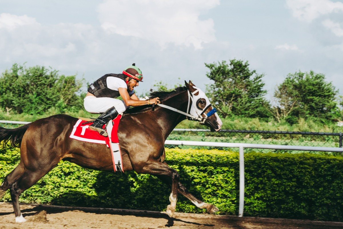 The Anatomy of a Winning Racehorse: Decoding Factors Beyond Speed ...