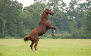 The Art of Naming a Race Horse - HorseRacingQA.com