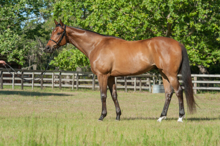Thoroughbred Lineage: Connecting Genetics And Racing Success ...